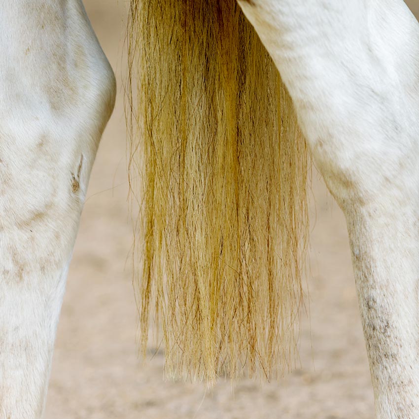 Pathologies du jarret chez le cheval : comprendre et soigner