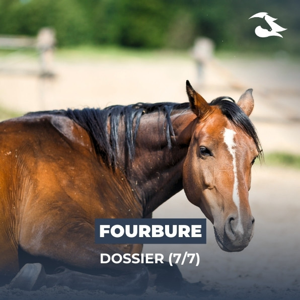 Dossier Fourbure Cheval (7/7) : en résumé, tout ce qu'il faut retenir